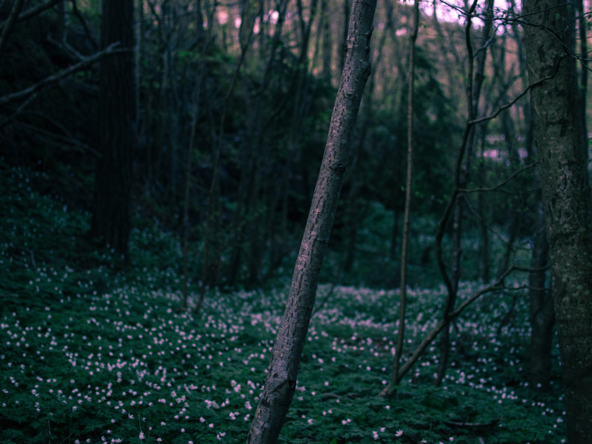 Lisa Stice, For and After – DODGING THE RAIN